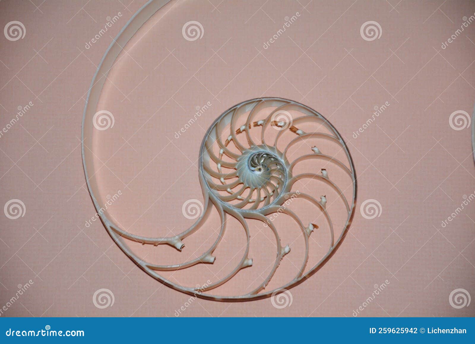 Secret inside the shell stock photo. Image of organ - 259625942