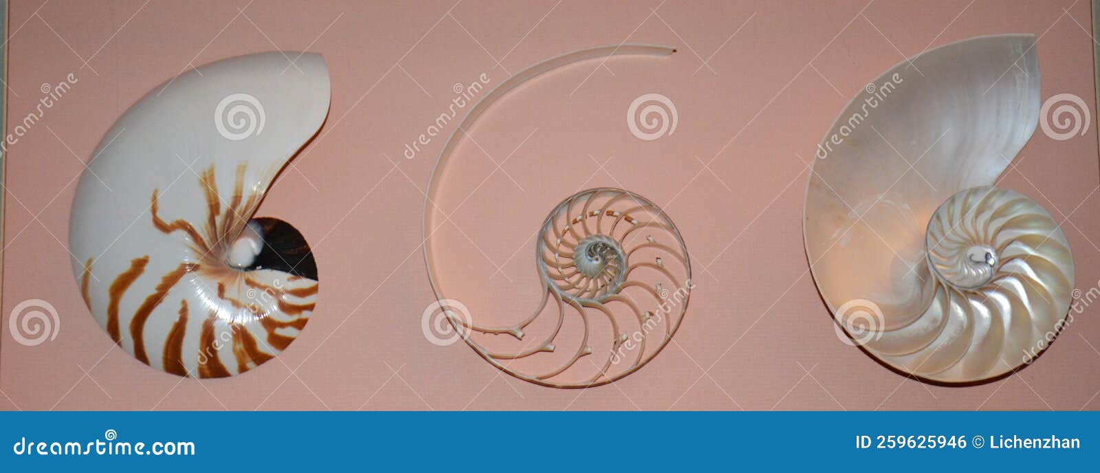 Secret inside the shell stock photo. Image of sketch - 259625946