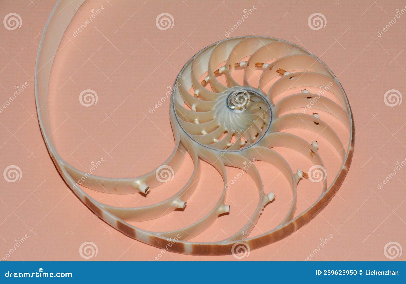 Secret inside the shell stock photo. Image of wood, carving - 259625950