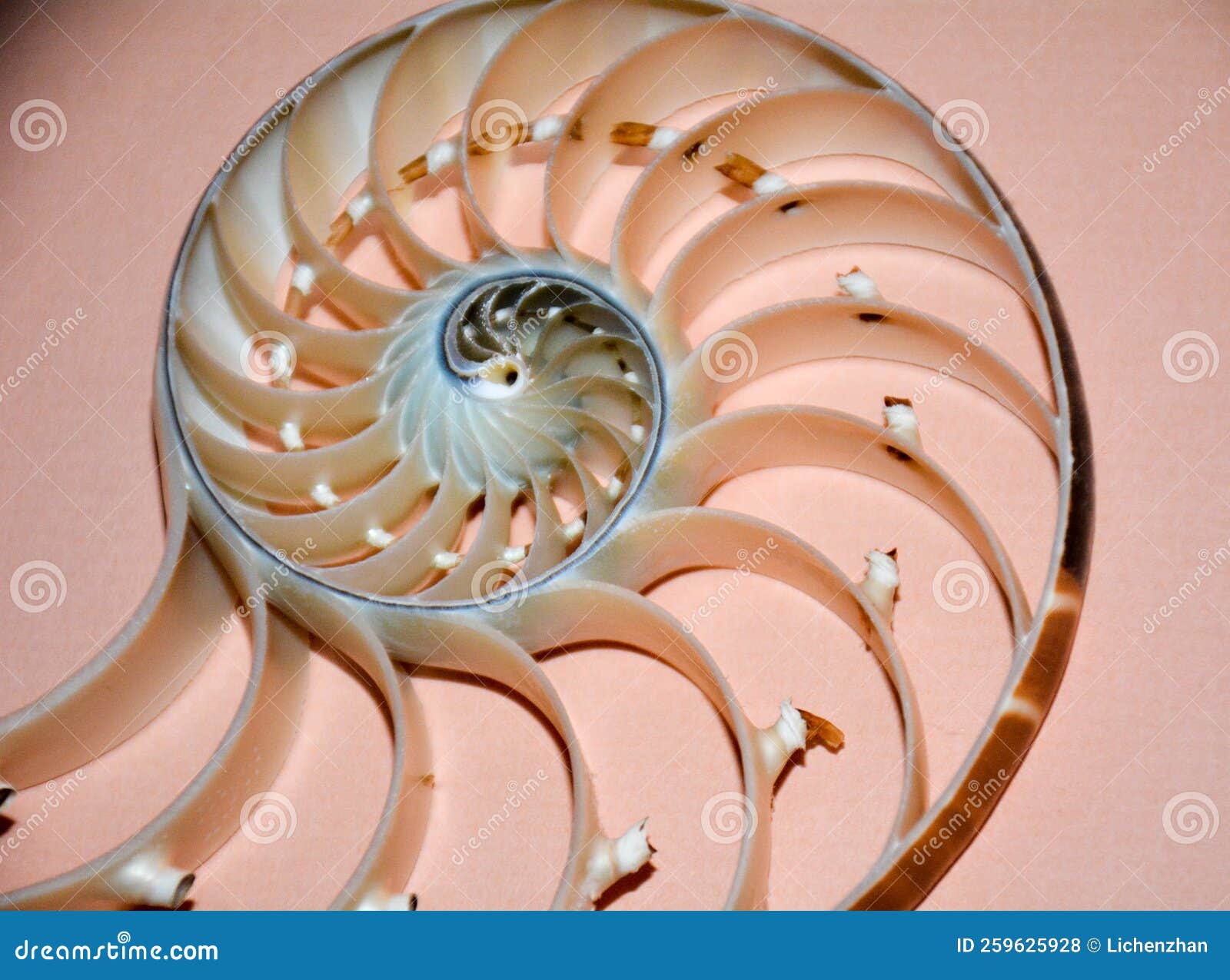 Secret inside the shell stock photo. Image of organ - 259625928