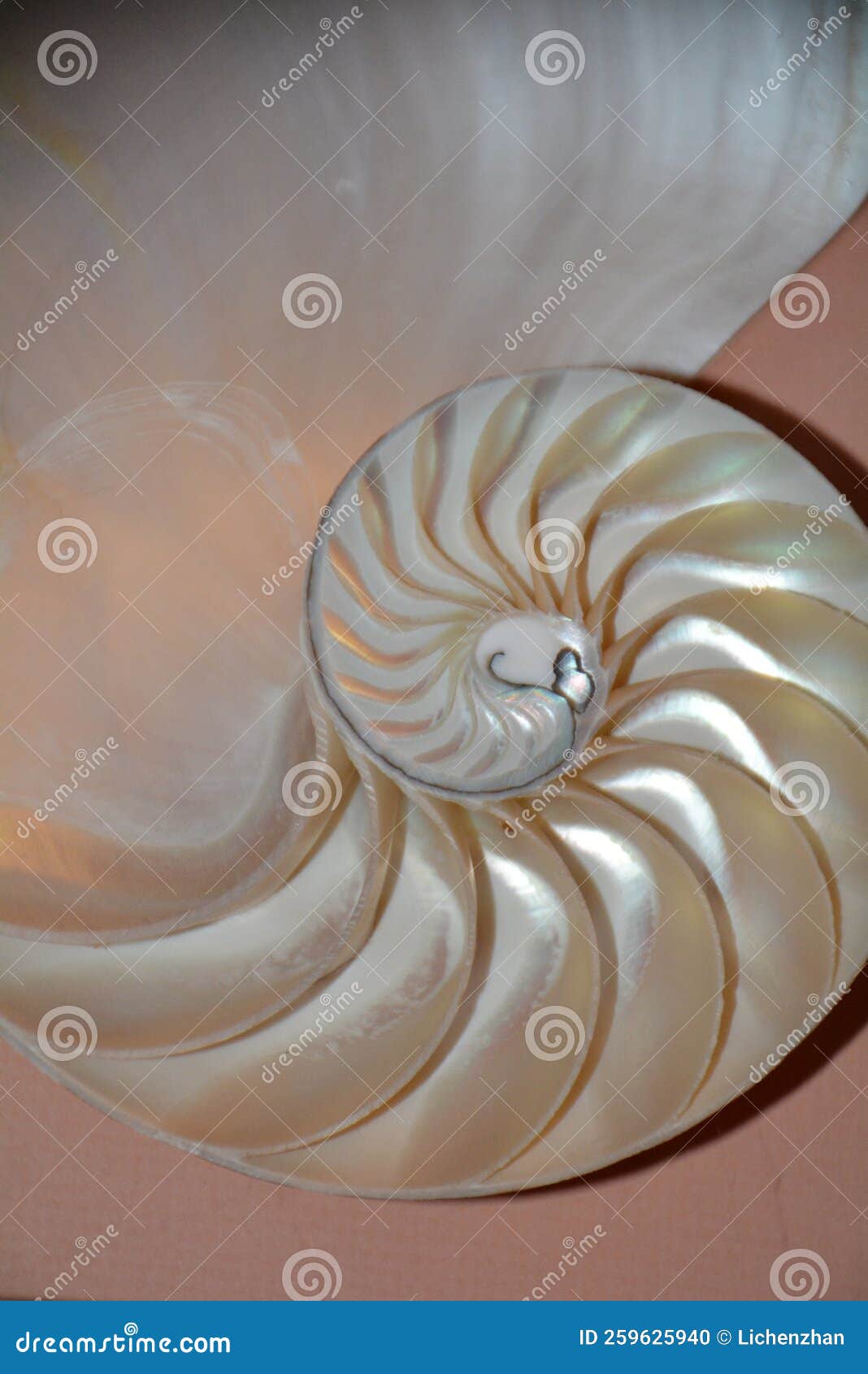 Secret inside the shell stock photo. Image of inside - 259625940