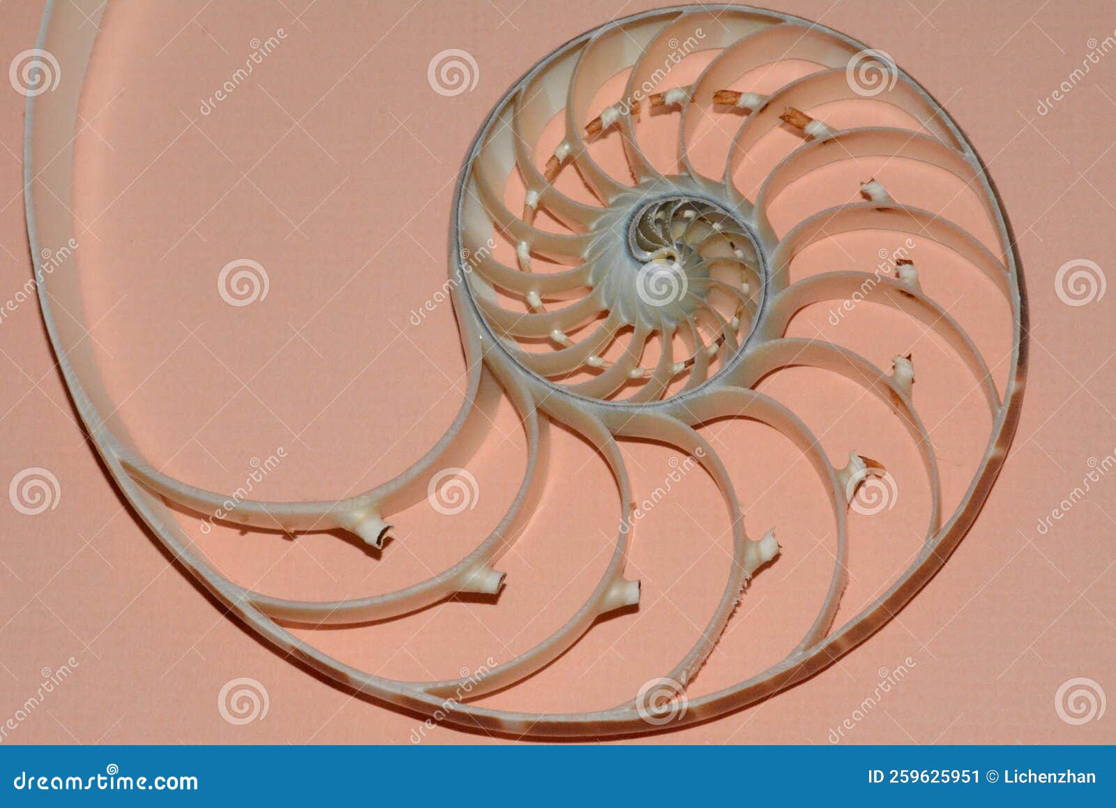 Secret inside the shell stock image. Image of font, number - 259625951