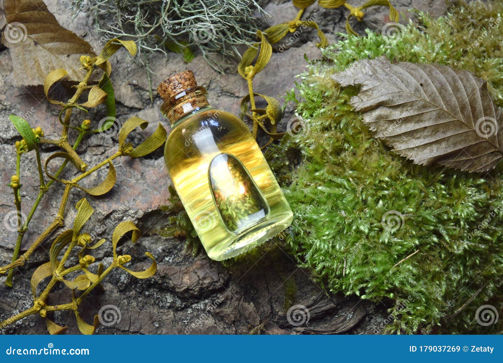 Secret Magical Elixir Forest Scenery Stock Image - Image of destiny ...