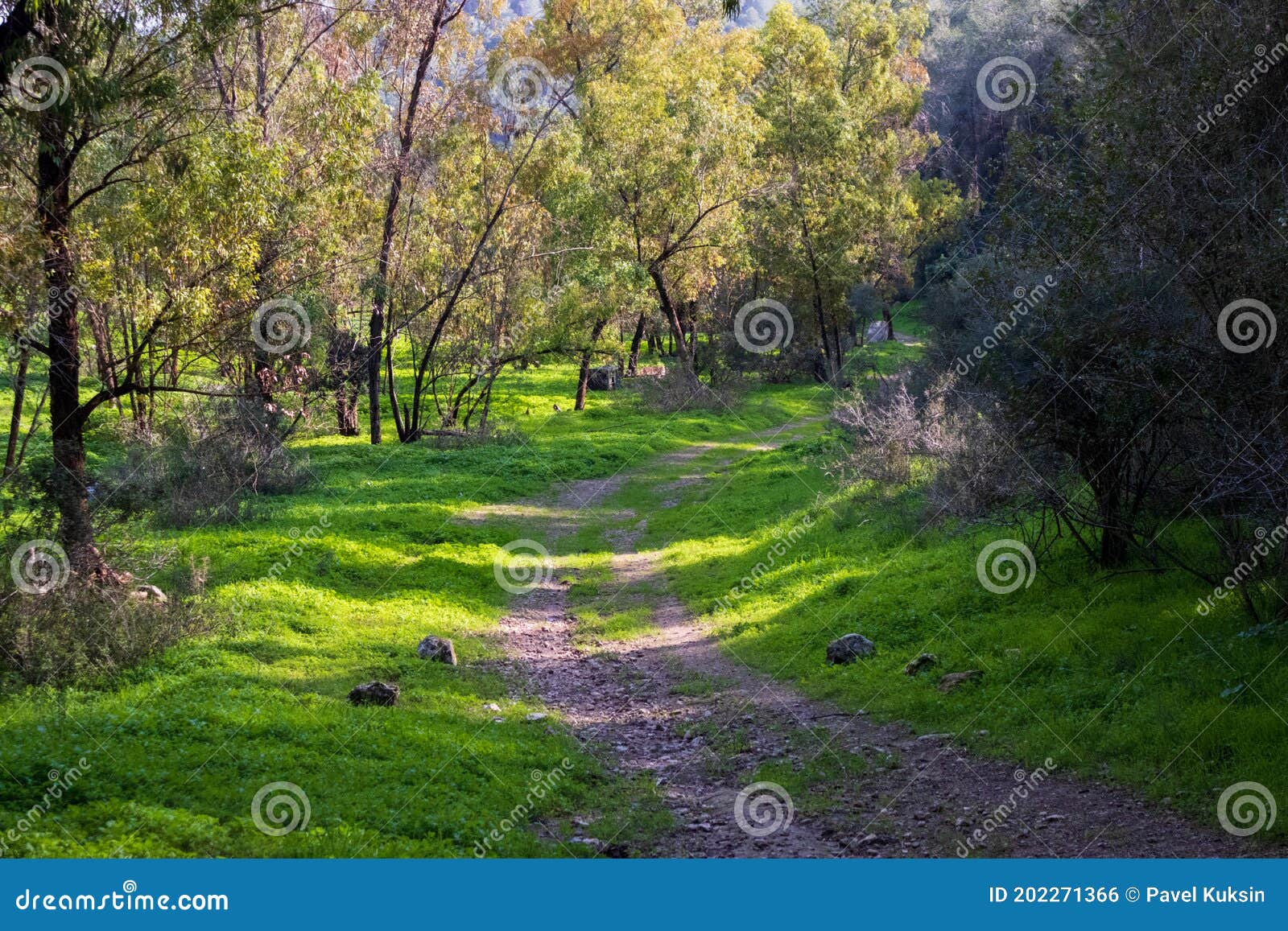 Secret path in the forest stock photo. Image of forest - 202271366
