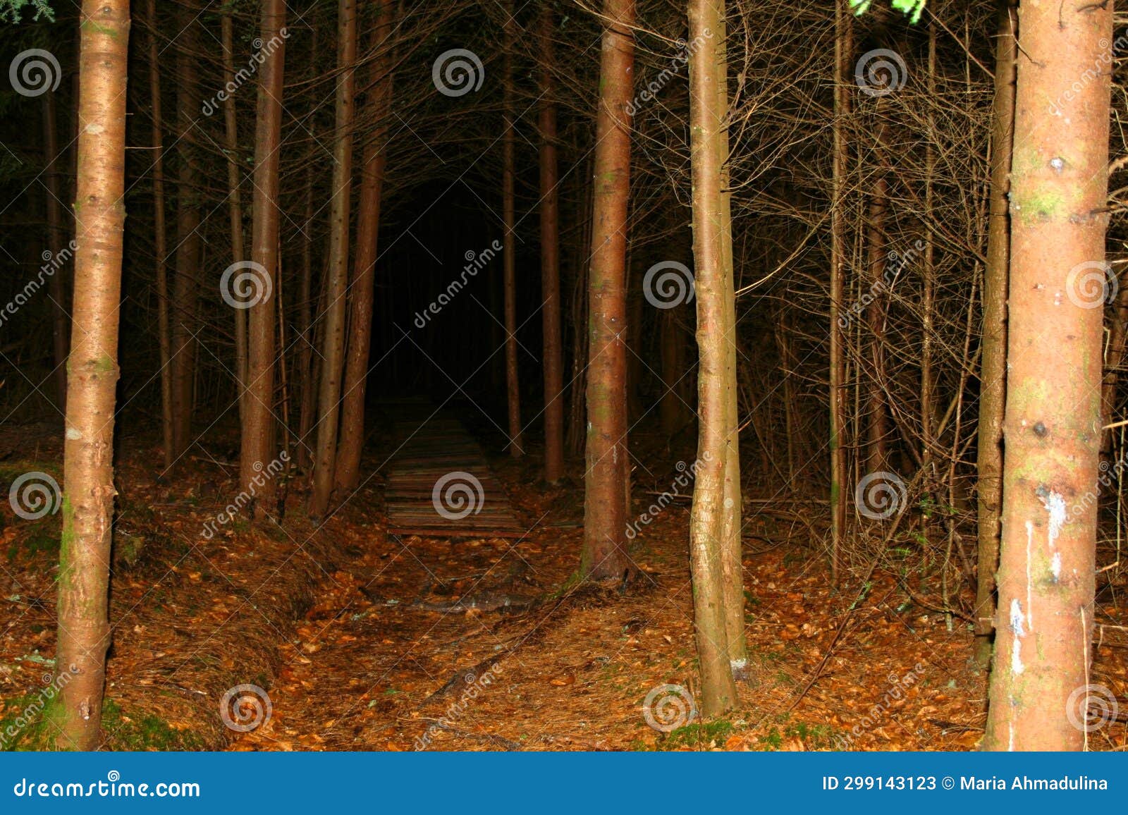 The Secret Path in the Secret Forest Stock Image - Image of deciduous ...