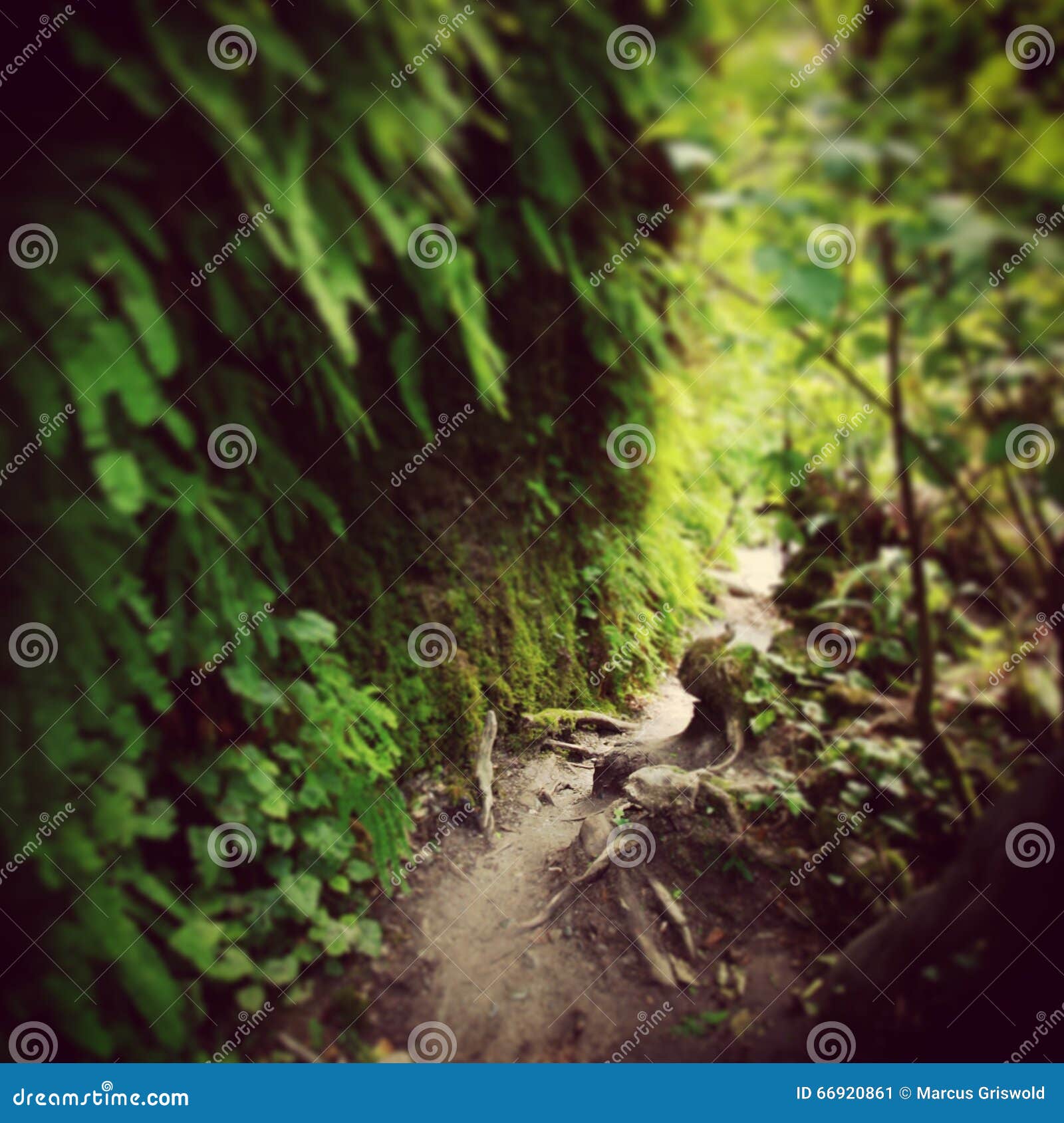 Secret path stock image. Image of path, lush, secret - 66920861