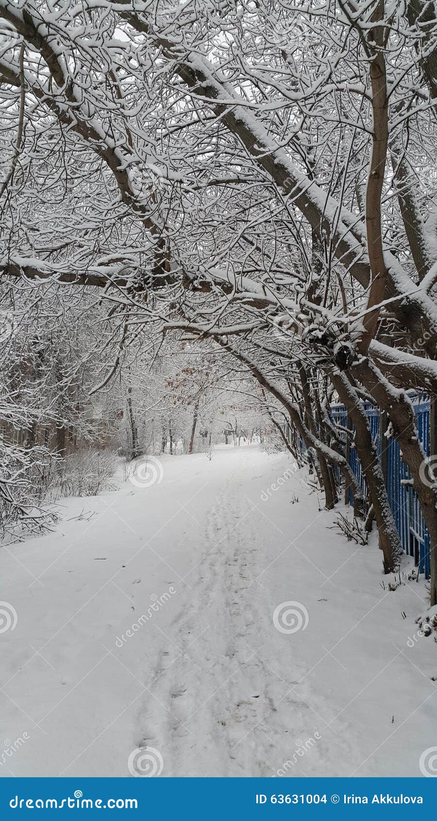 Secret Path in Snowy Forest Stock Photo - Image of road, frozen: 63631004