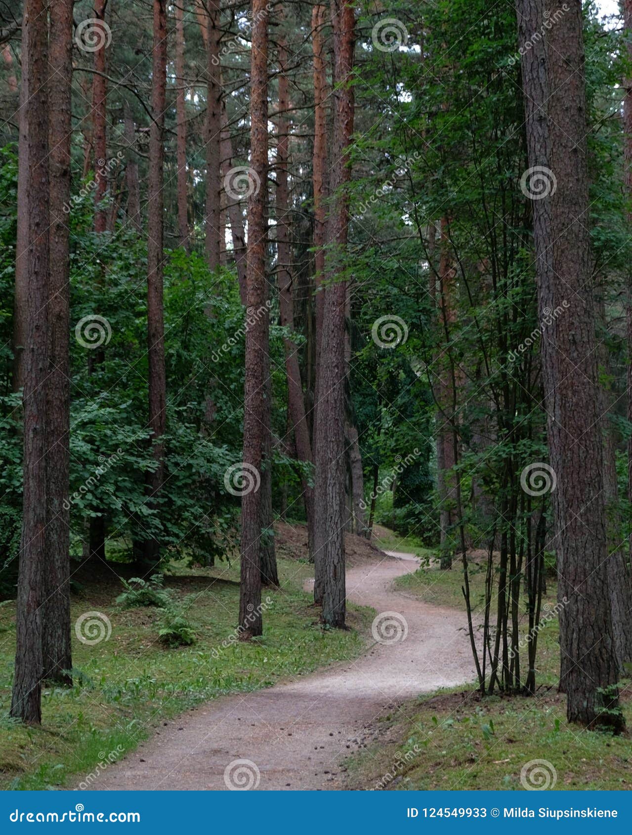 Secret Path in the Woods Invites To Explore Stock Image - Image of pine ...