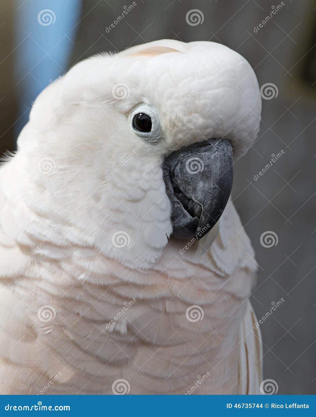 Secret sharing stock photo. Image of pink, bird, hawaii - 46735744