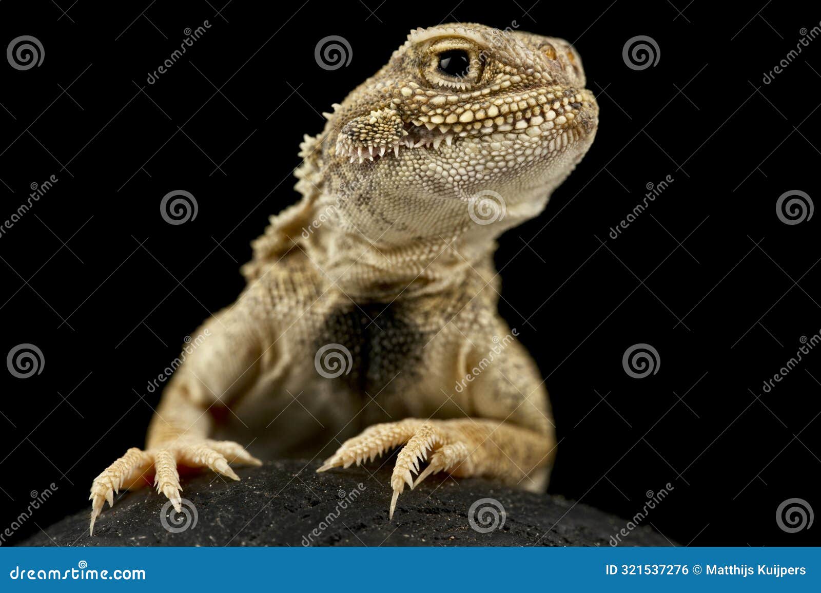 Secret Toadhead Agama (Phrynocephalus Mystaceus) Stock Photo - Image of ...