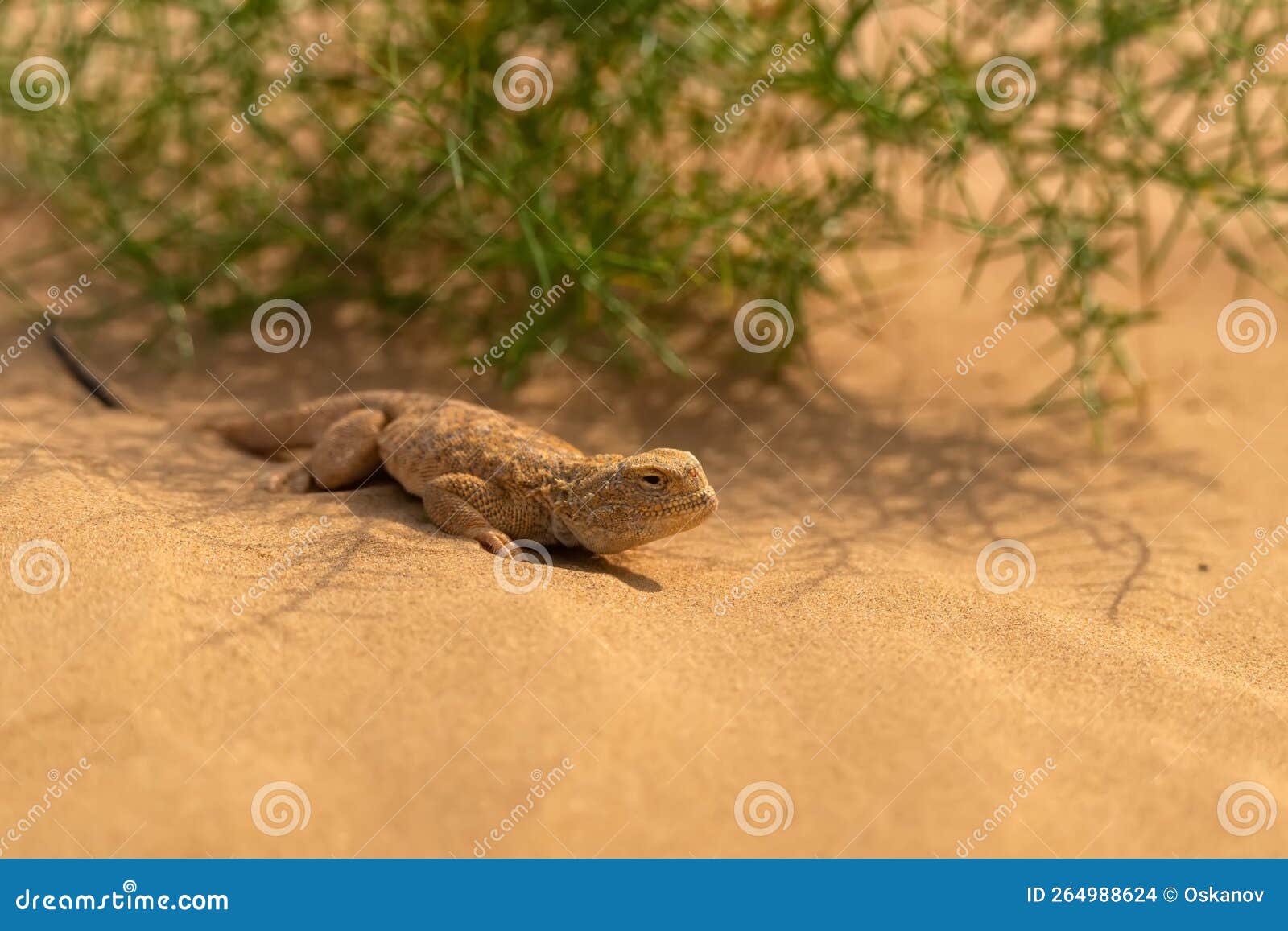 Secret Toadhead Agama or Phrynocephalus Mystaceus. Toad-headed Agama ...