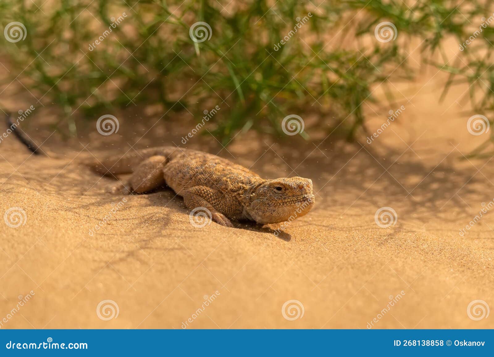 Secret Toadhead Agama or Phrynocephalus Mystaceus. Toad-headed Agama ...