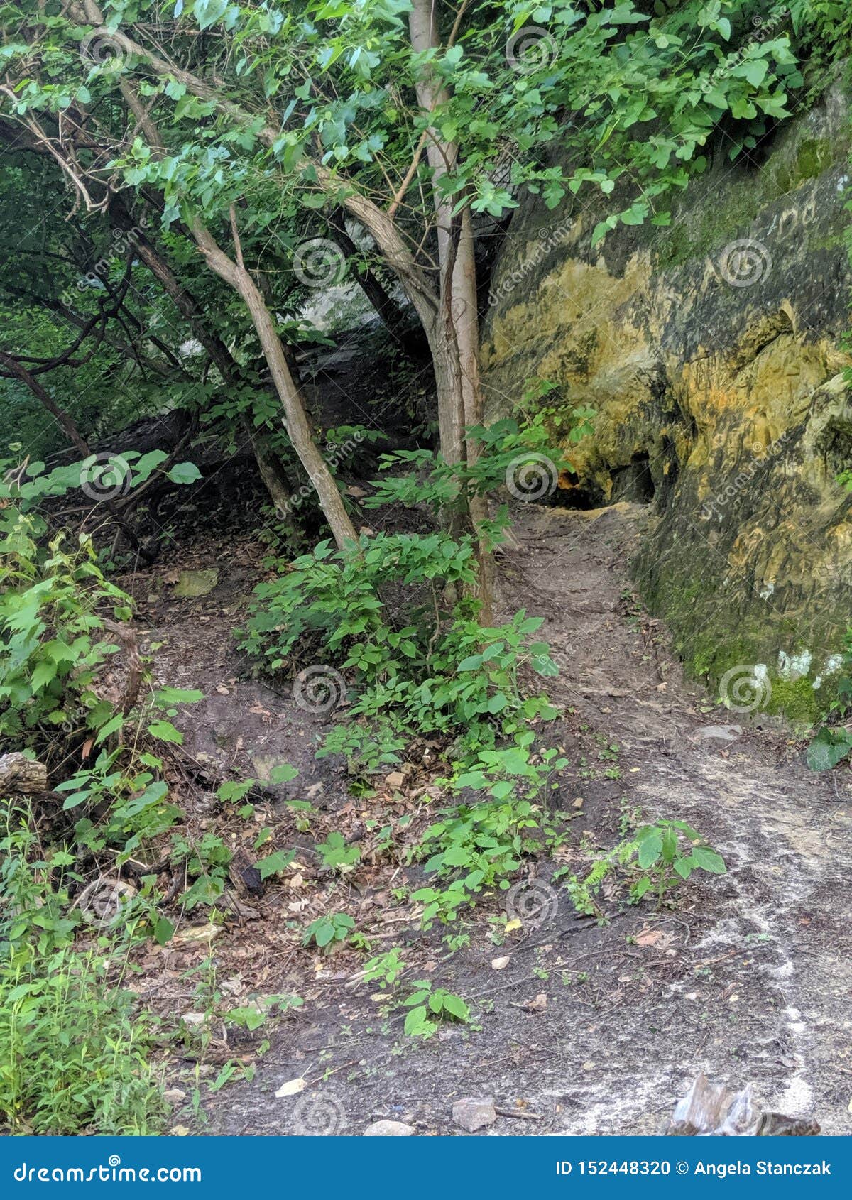 A Secret Trail into the Forest Stock Photo - Image of natural, secret ...