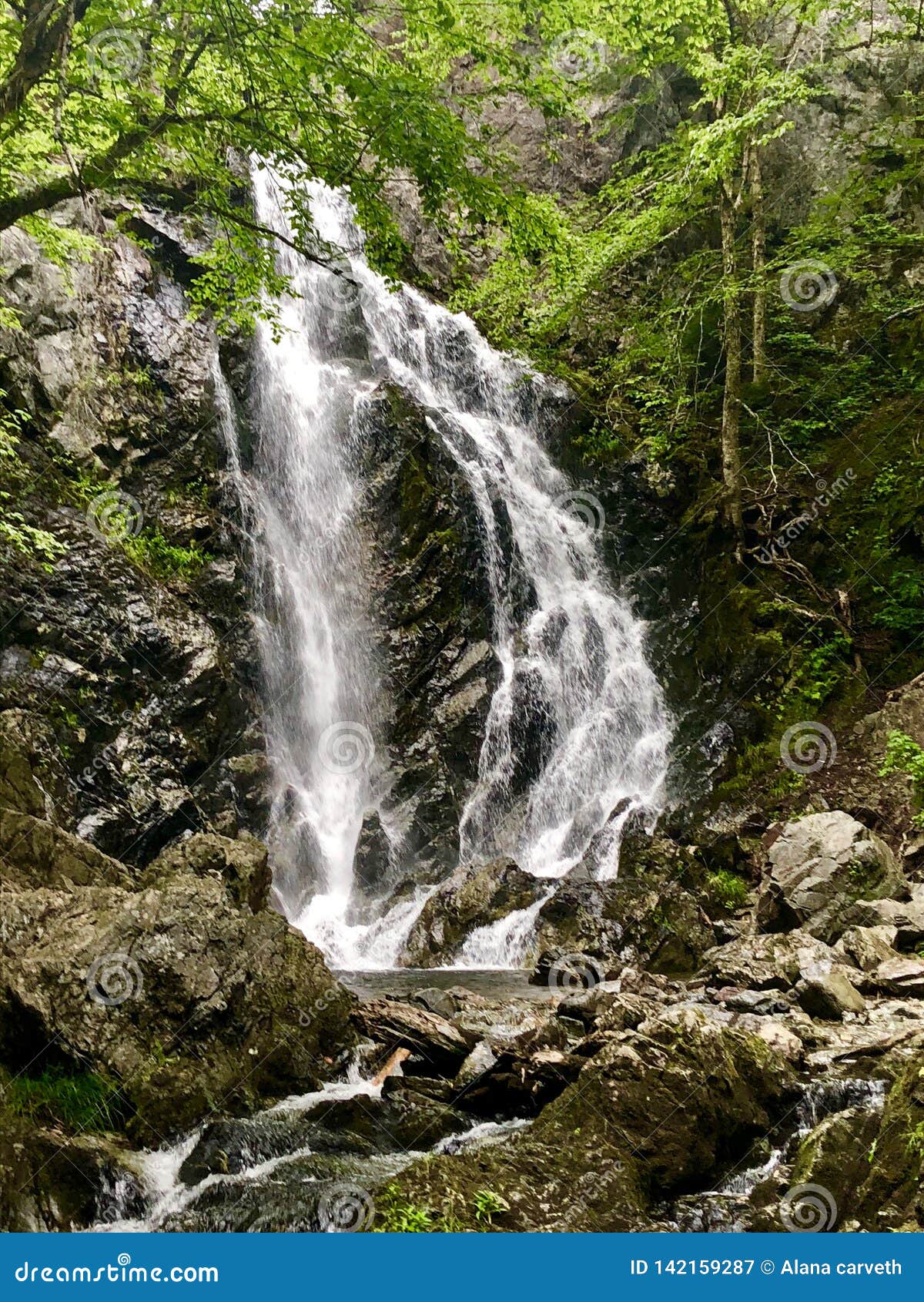 Forested waterfall stock image. Image of wilderness - 142159287