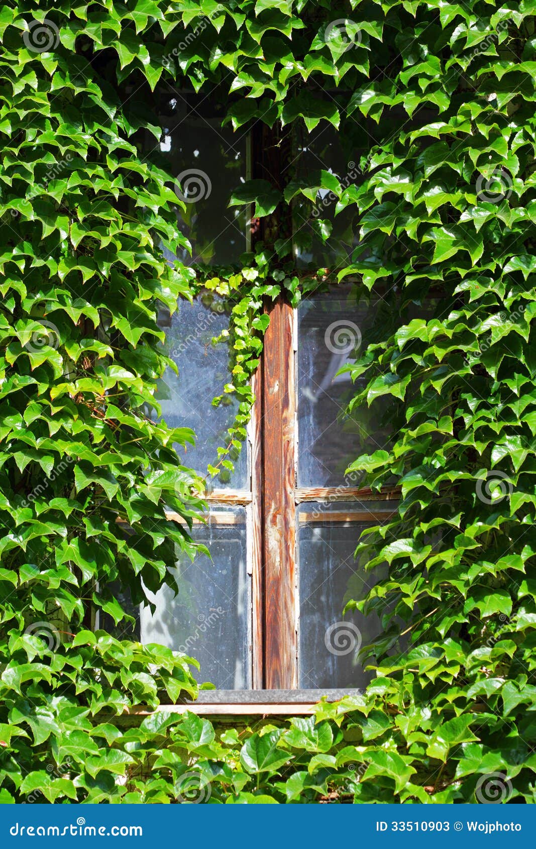 Secret Window Hidden in Green Ivy Stock Image - Image of plant, close ...