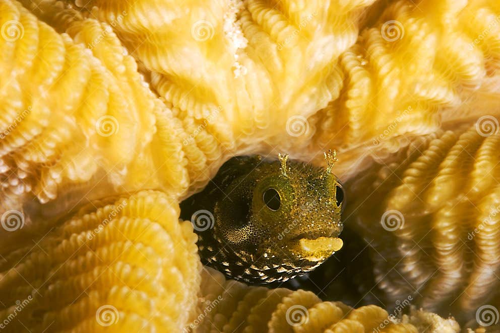 Secretaria Blenny foto de archivo. Imagen de amarillo, pescados - 617676
