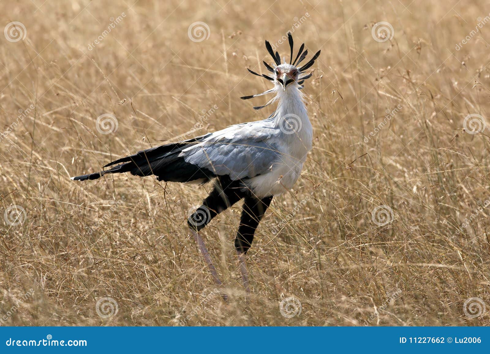 Secretary Bird stock photo. Image of secretarybird, secretary - 11227662