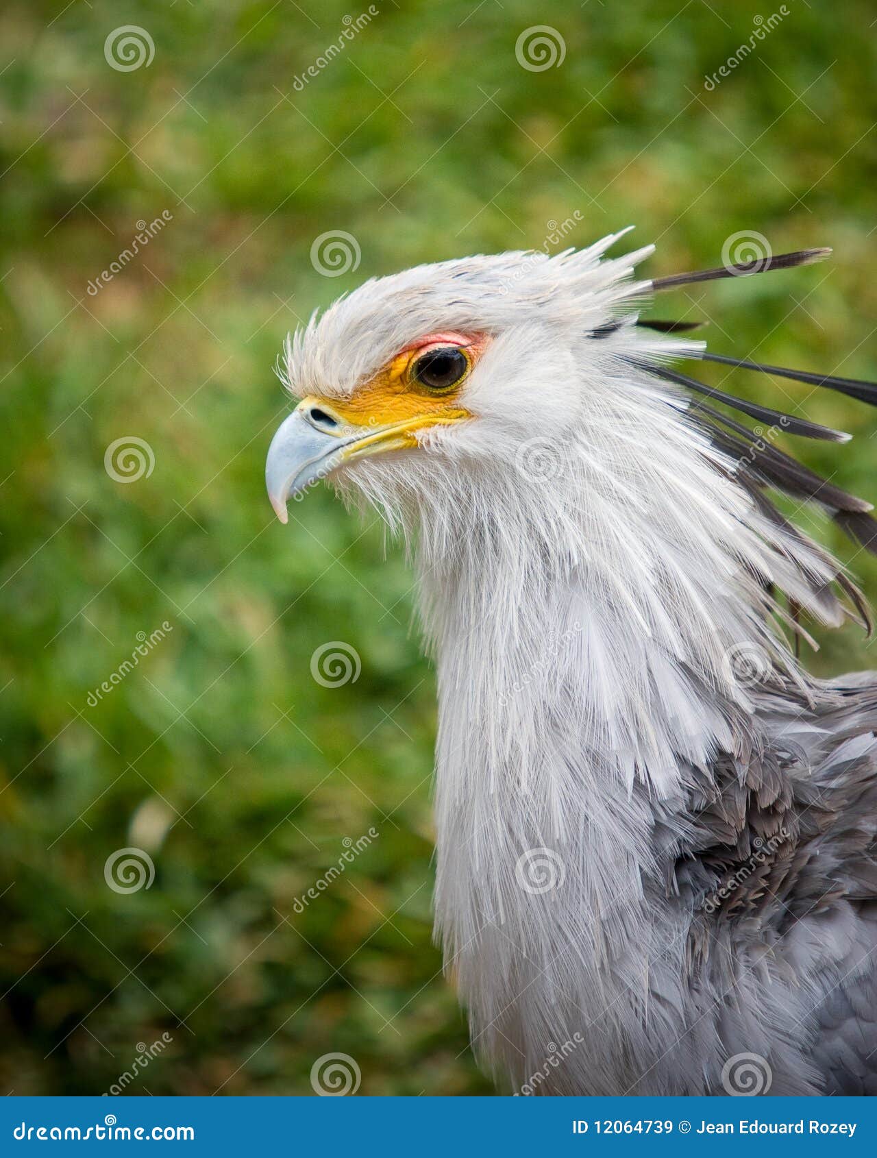Secretary bird stock image. Image of prey, raptor, africa - 12064739
