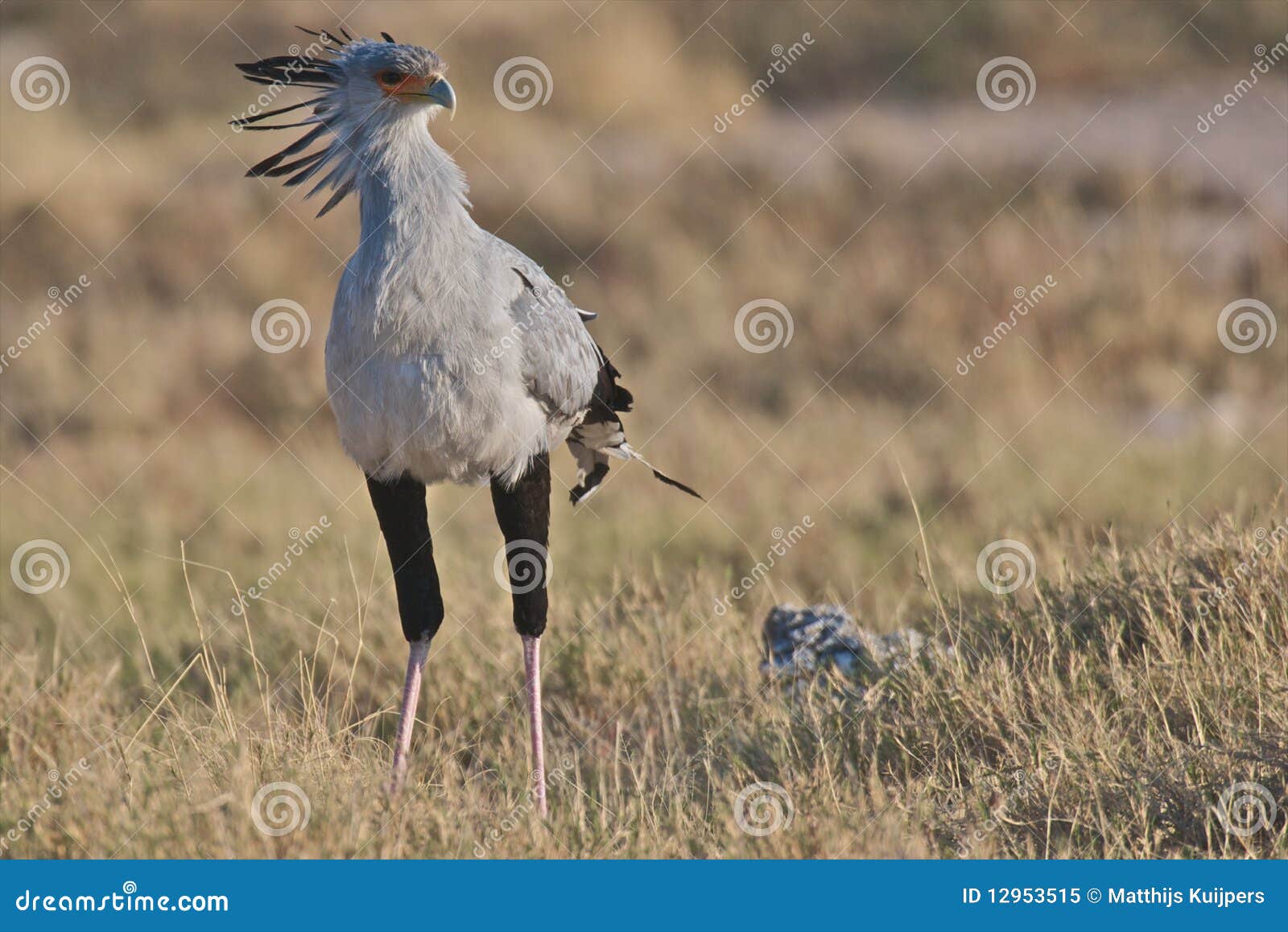 Secretary bird stock image. Image of bird, terrestial - 12953515