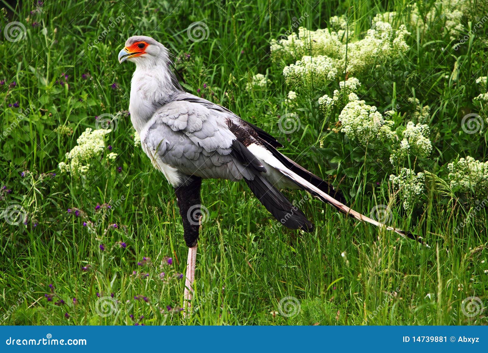 Secretary-bird stock image. Image of claw, amber, tail - 14739881