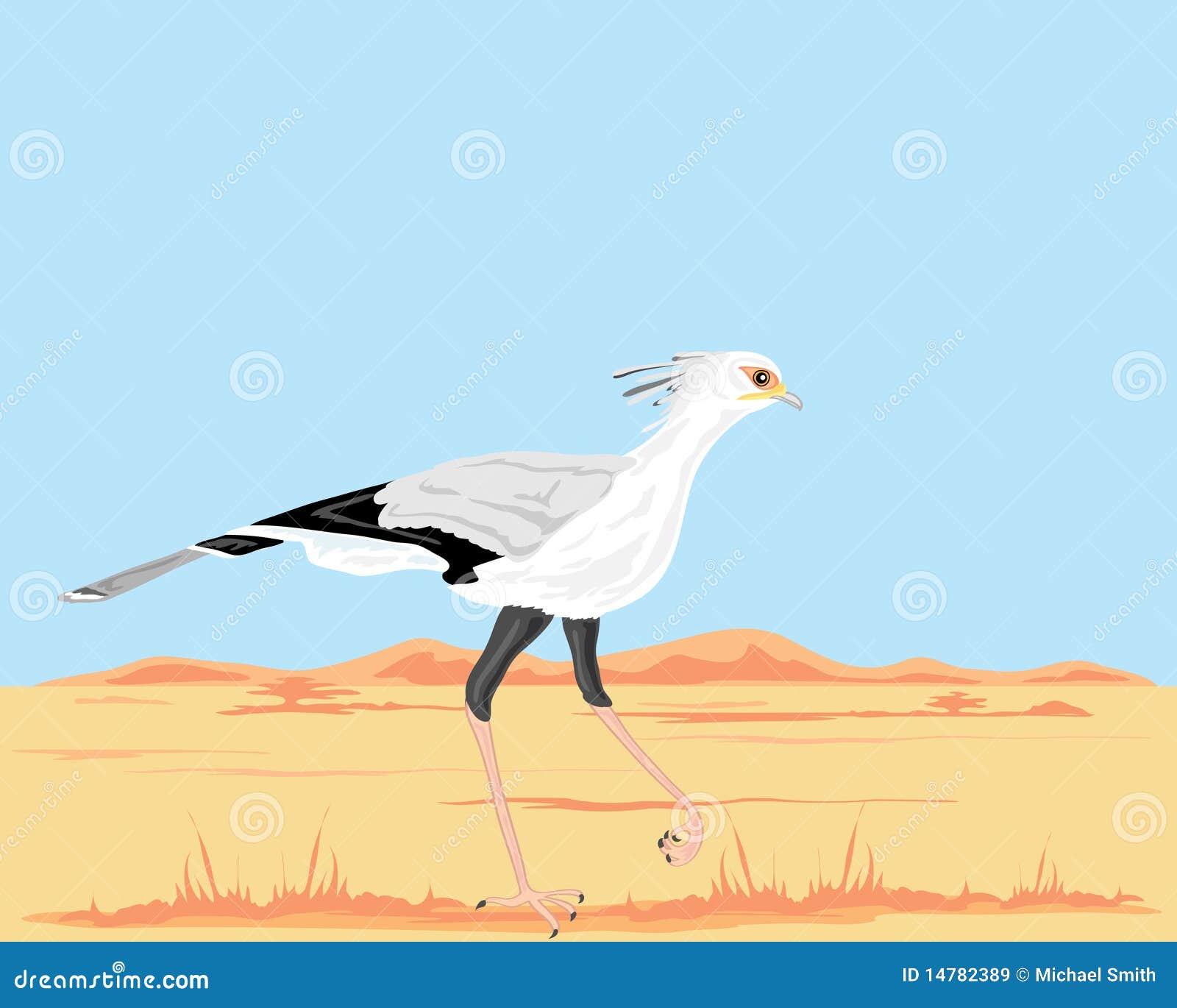 Secretary bird stock vector. Illustration of conservation - 14782389