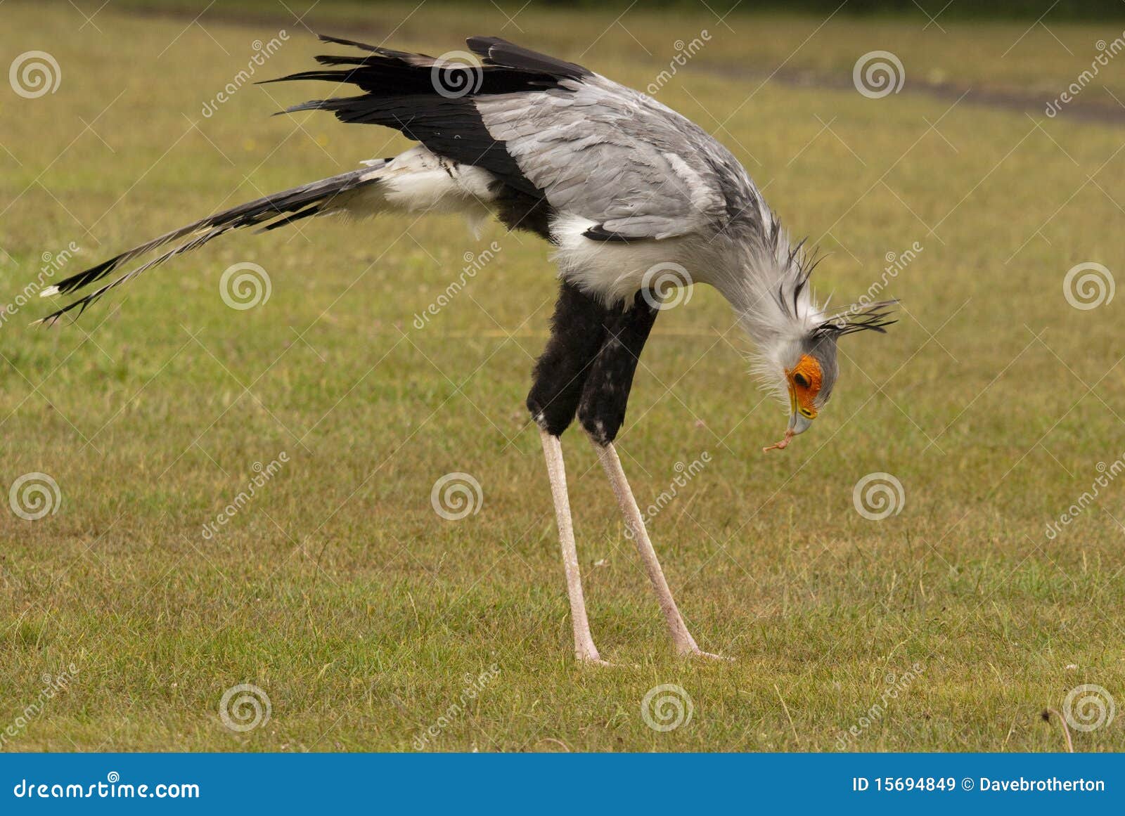 Secretary bird stock image. Image of meadow, secretary - 15694849