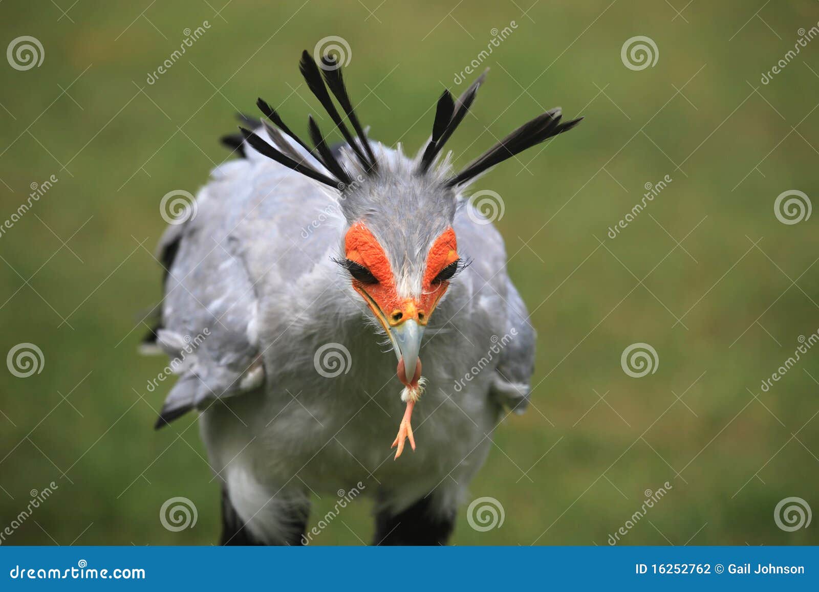 Secretary bird stock photo. Image of black, orange, secretary - 16252762