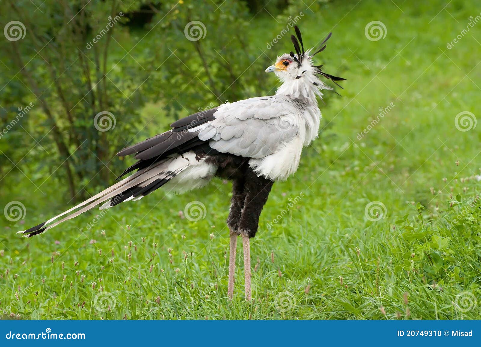 Secretary bird stock photo. Image of walker, detail, long - 20749310