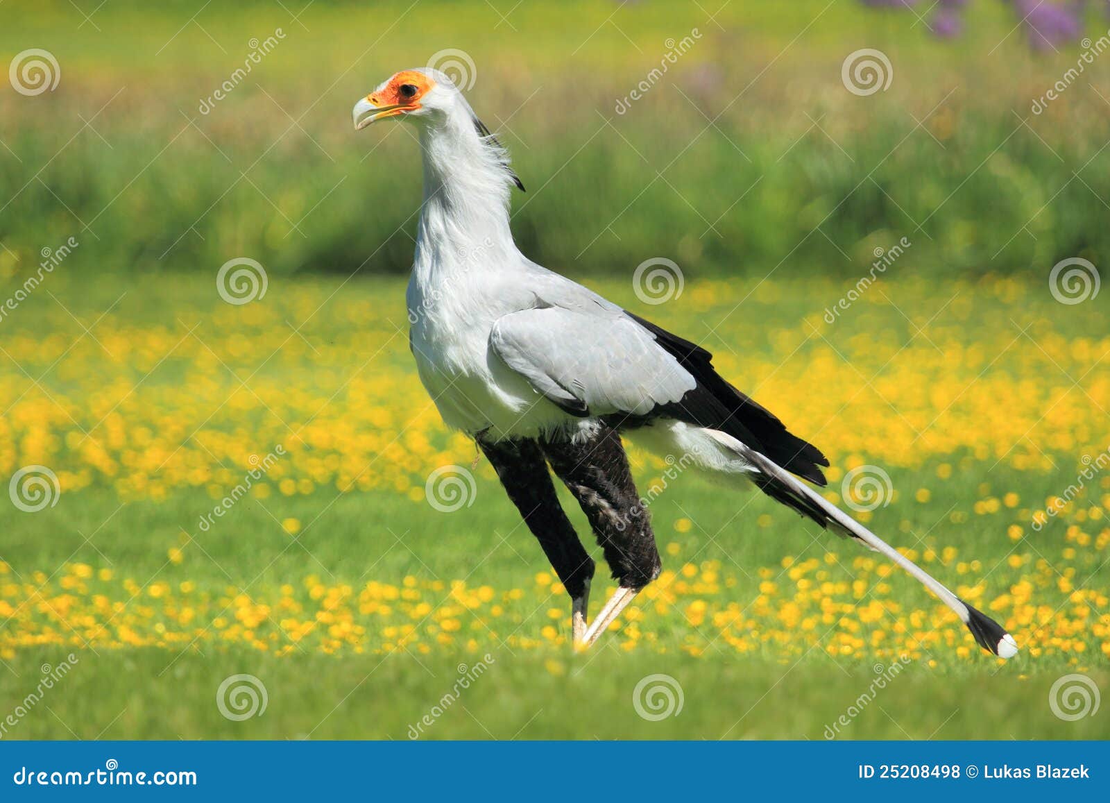 Secretary bird stock photo. Image of animal, secretary - 25208498