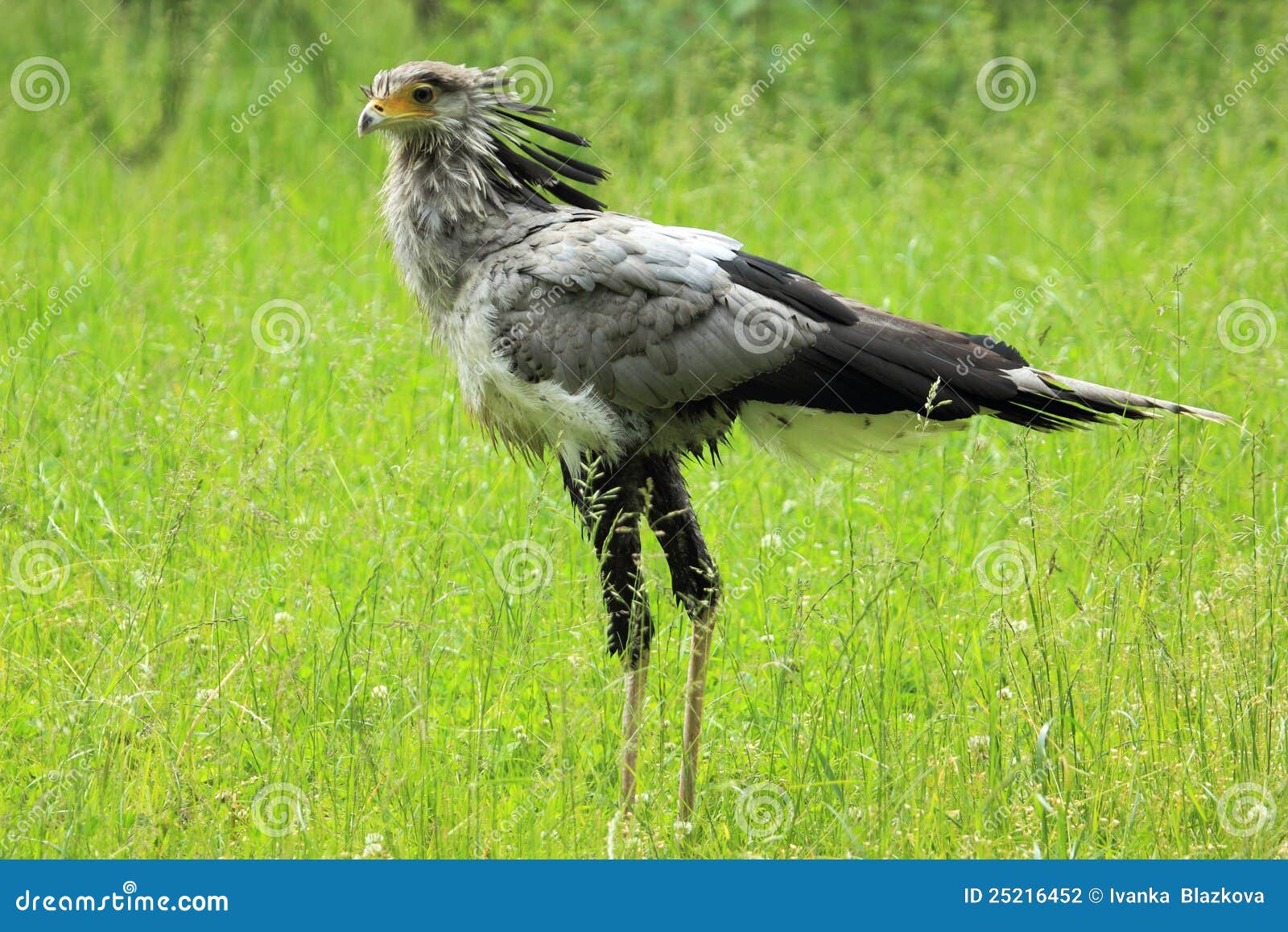 Secretary bird stock photo. Image of adult, nature, africa - 25216452