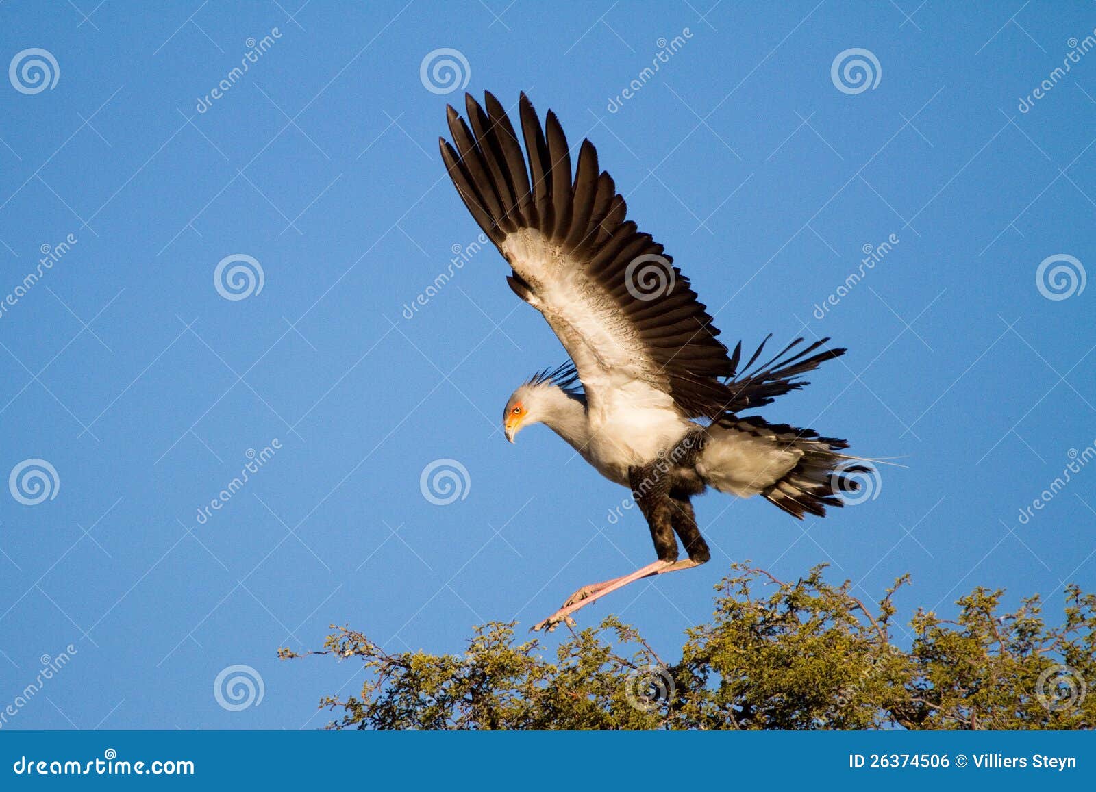 Secretary bird stock photo. Image of horizontal, safari - 26374506