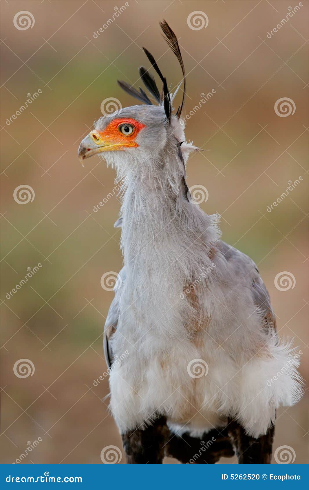 Secretary bird stock photo. Image of bird, animal, wildlife - 5262520
