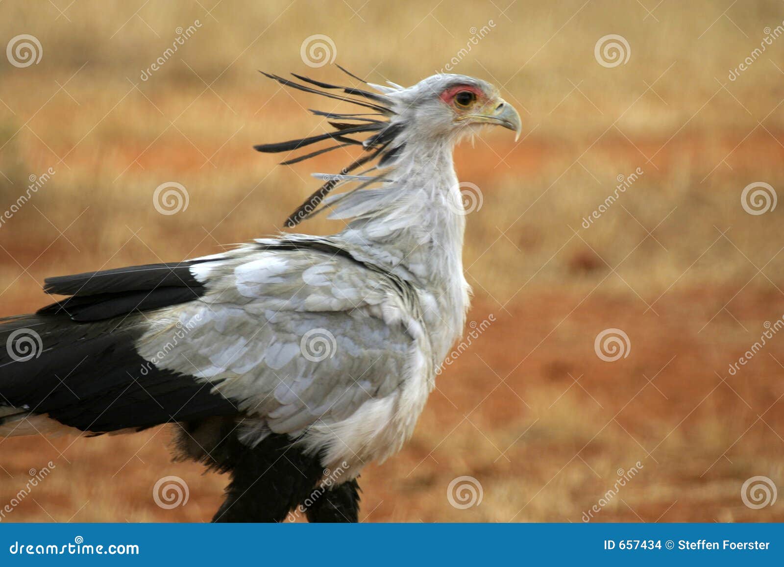 Secretary Bird Royalty-Free Stock Image | CartoonDealer.com #239096380