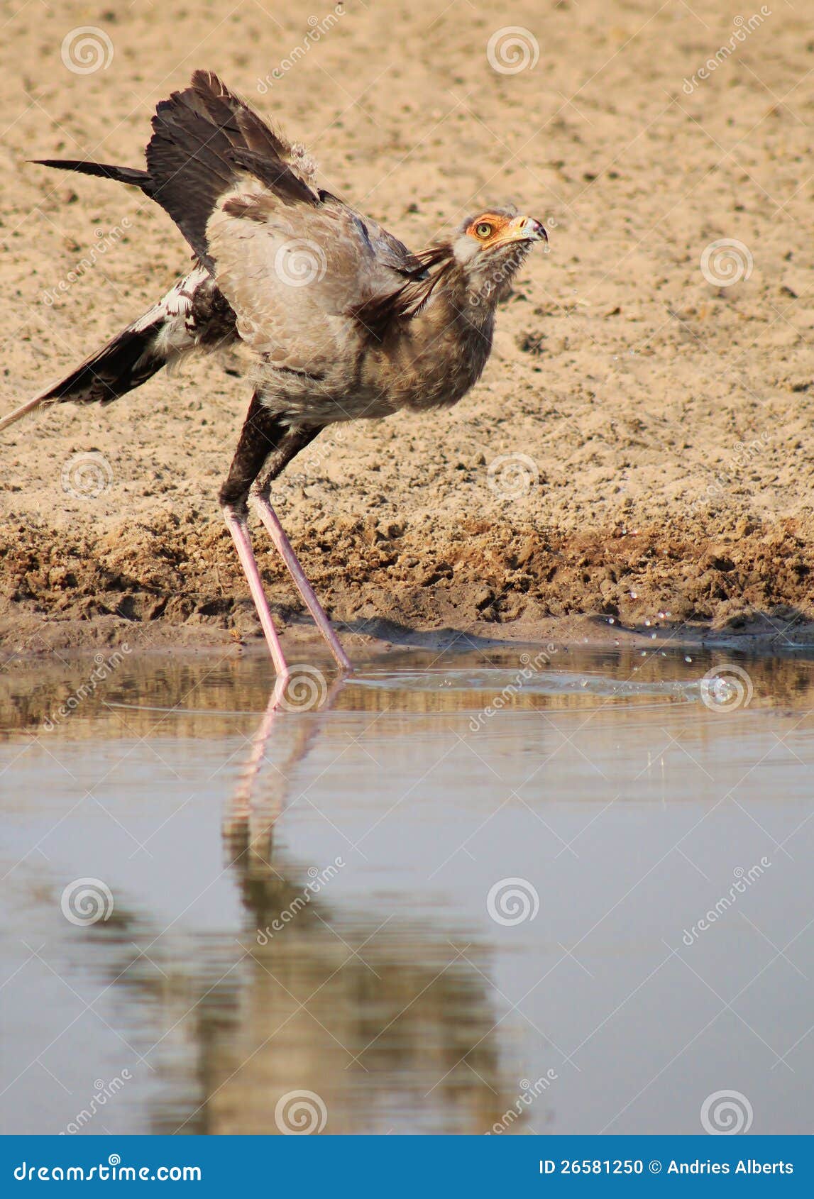 Secretary Bird - African Stance Stock Photo - Image of flight, black ...