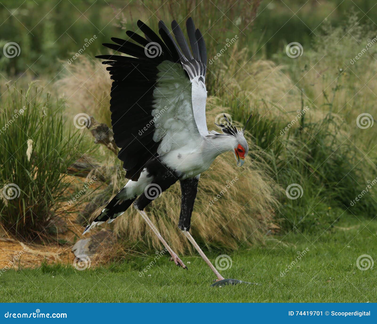 Secretary Bird stock image. Image of kicking, nature - 74419701