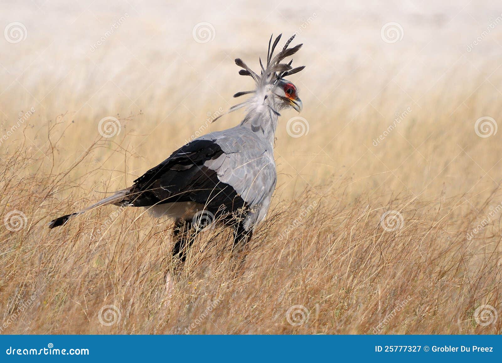 Secretary Bird, Etosha National Park Stock Image - Image of park, bill ...