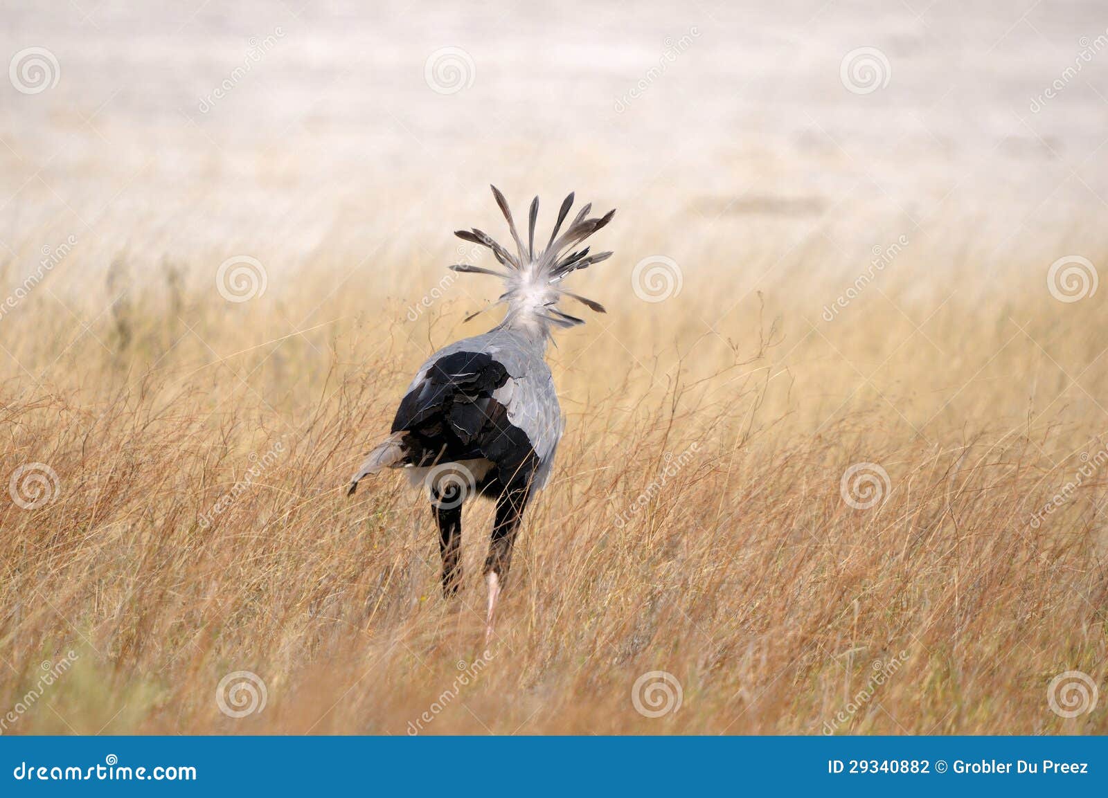 Secretary Bird, Etosha National Park Stock Photo - Image of nature ...