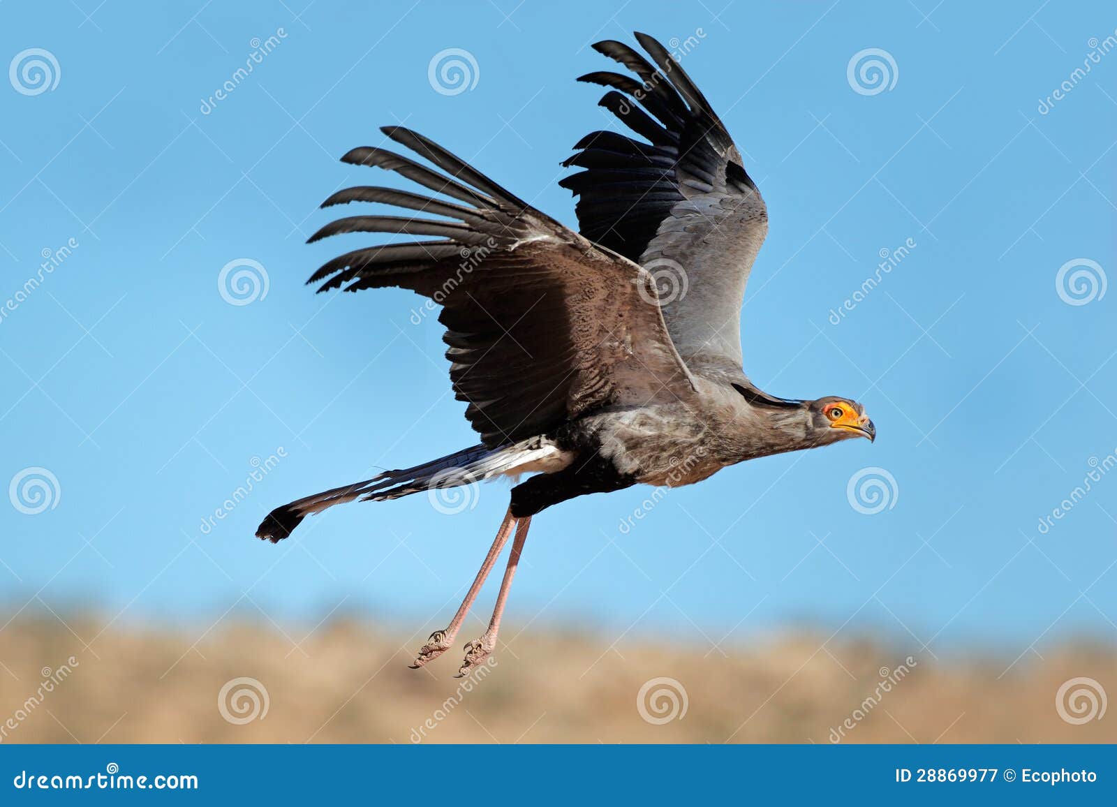 Secretary bird in flight stock image. Image of watchful - 28869977
