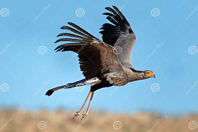 Secretary bird in flight stock image. Image of watchful - 28869977
