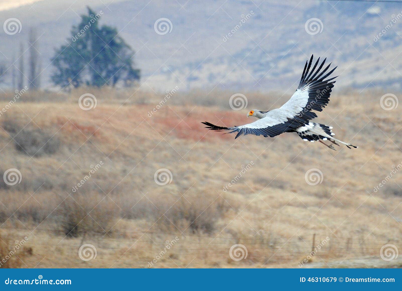 Secretary bird stock image. Image of secretary, raptor - 46310679