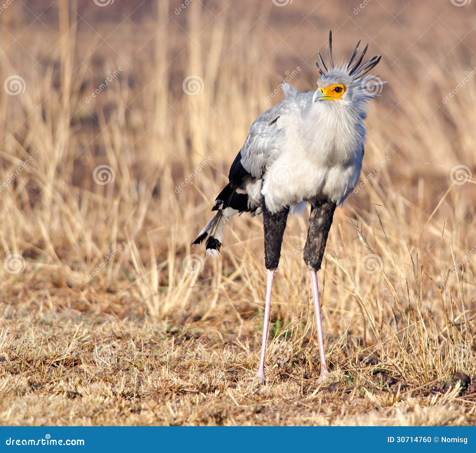 Secretary Bird Frontal Stock Photo - Image: 30714760