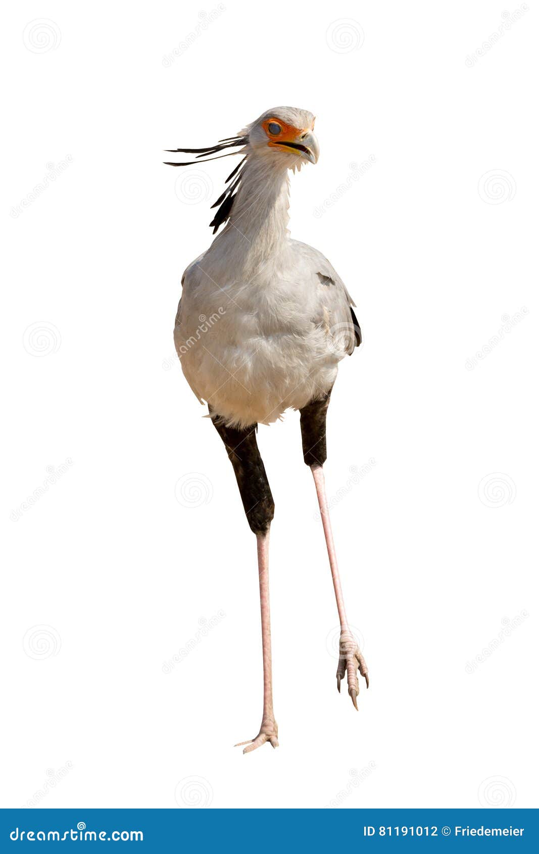 Secretary Bird Stock Photography | CartoonDealer.com #20749310