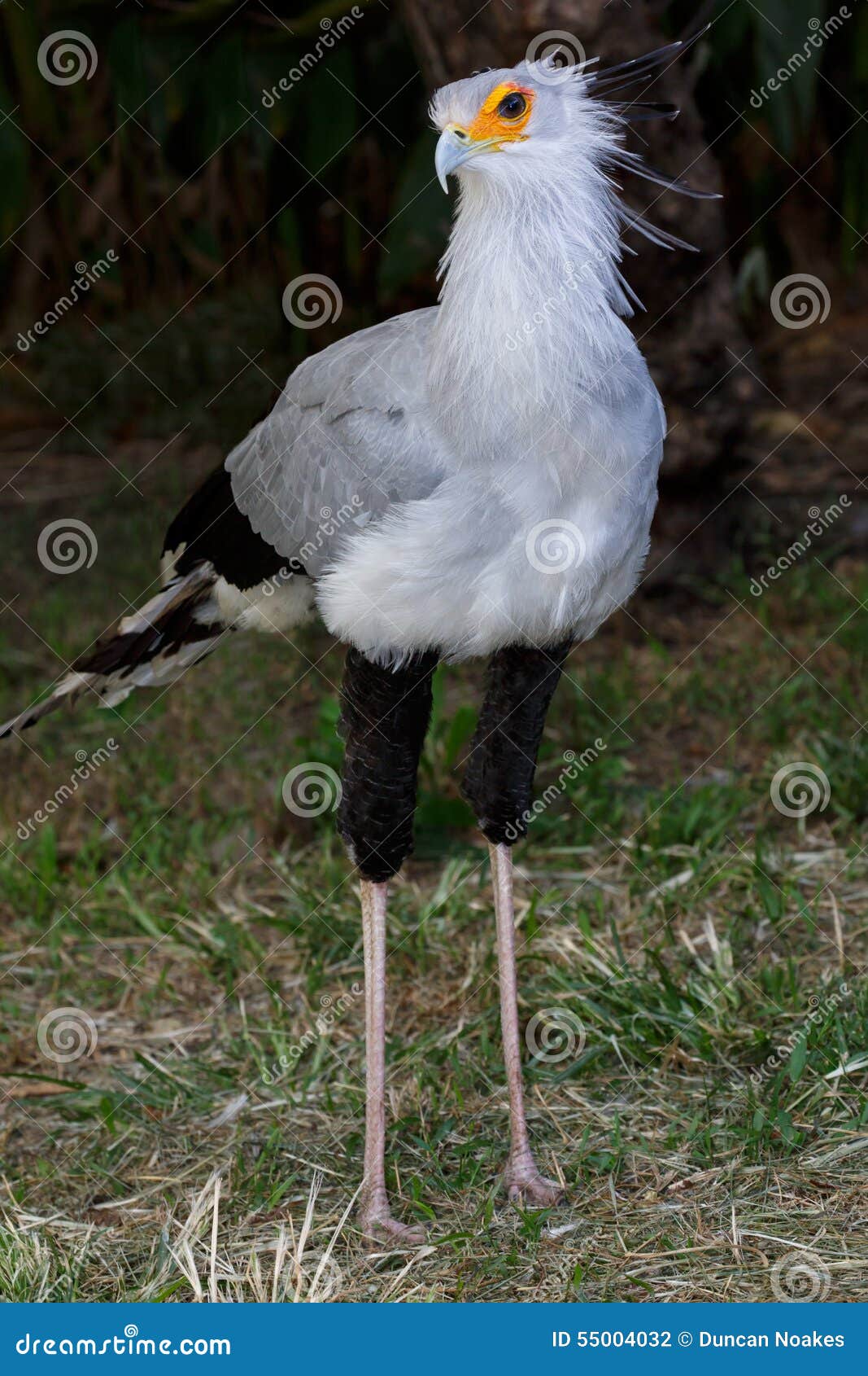 Secretary Bird of Prey stock photo. Image of head, thin - 55004032