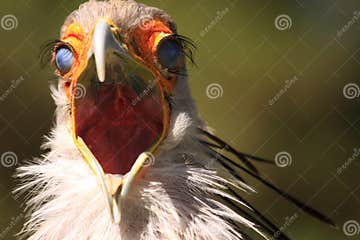 Secretary Bird with Scary Face Stock Photo - Image of wildlife, africa ...