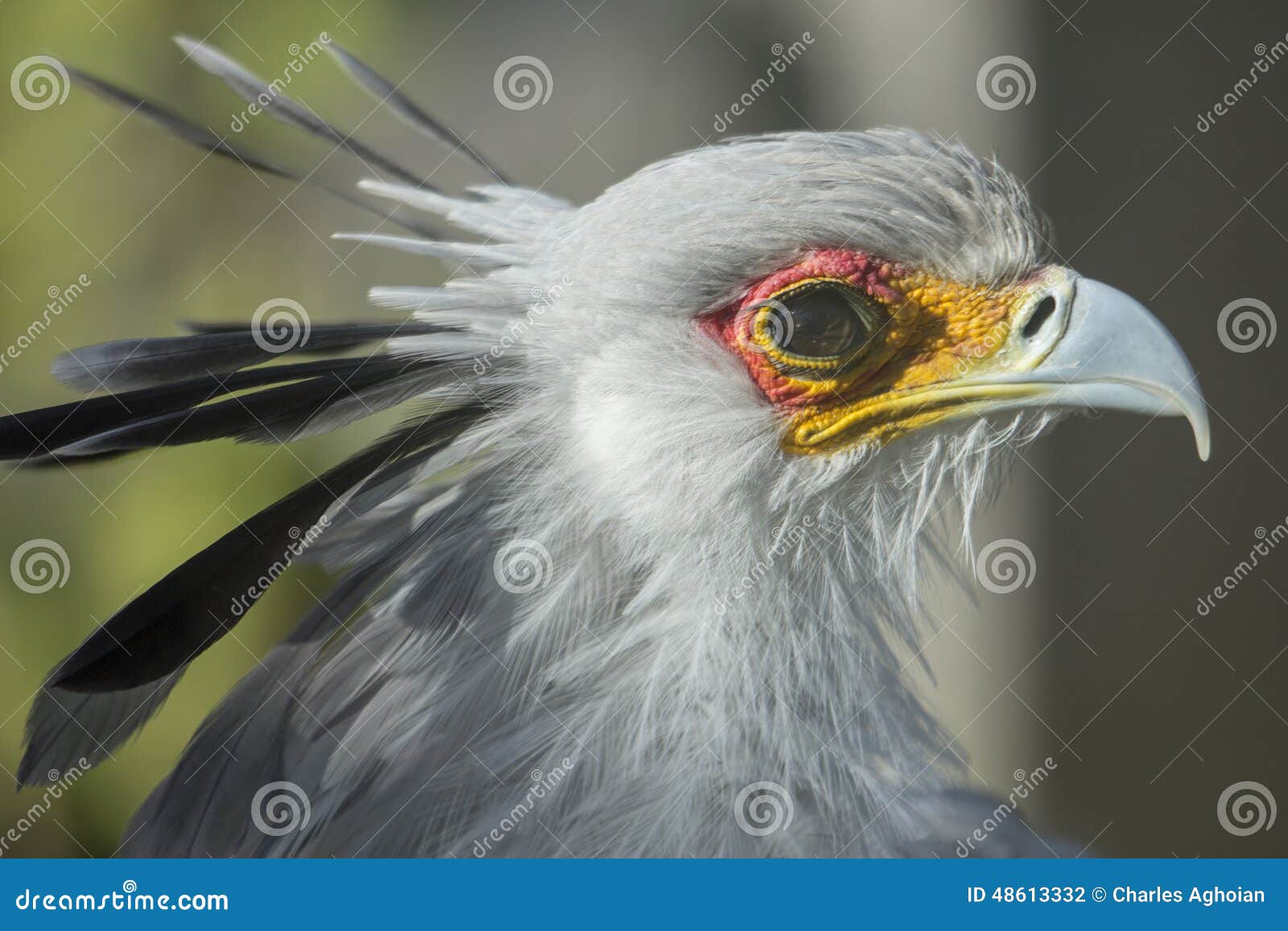 Secretary Bird - side view stock photo. Image of diurnal - 48613332