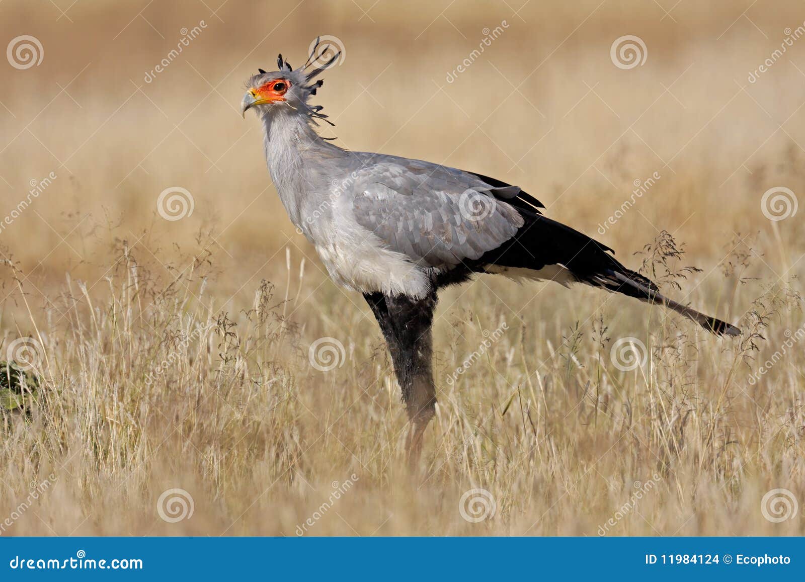 Secretary Bird, South Africa Stock Photo - Image of outdoor, vegetation ...