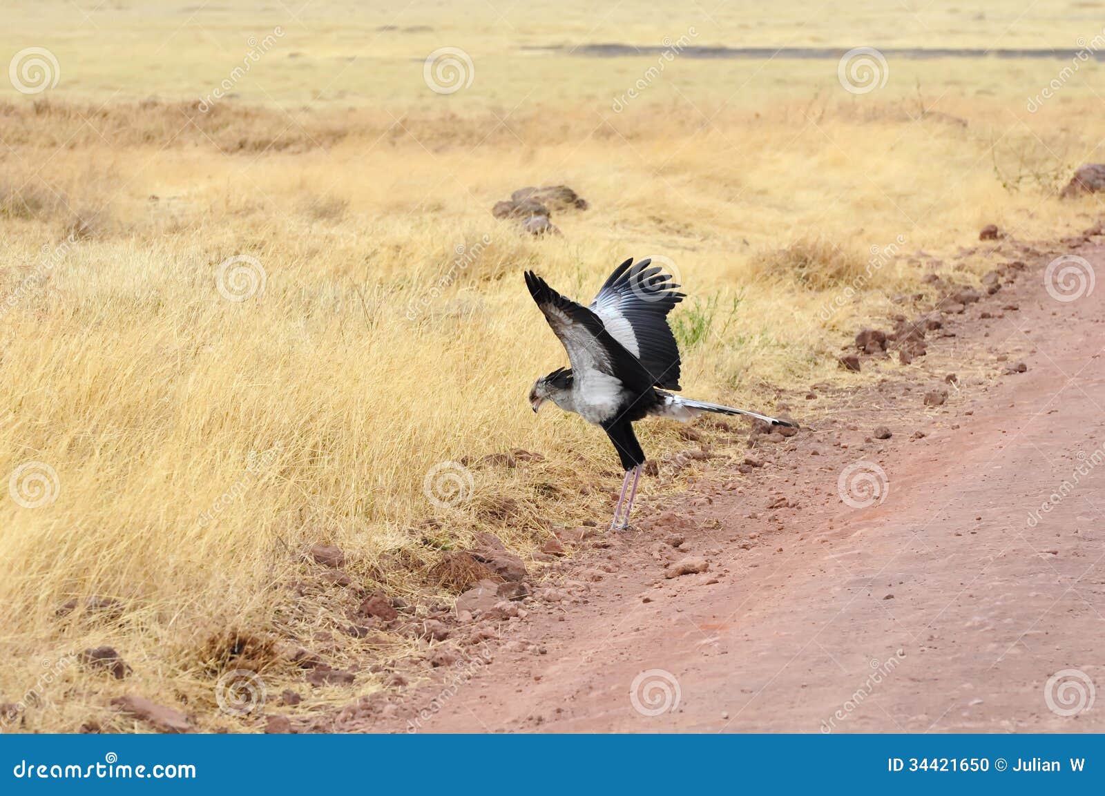 Secretary Bird stock photo. Image of africa, quick, prey - 34421650
