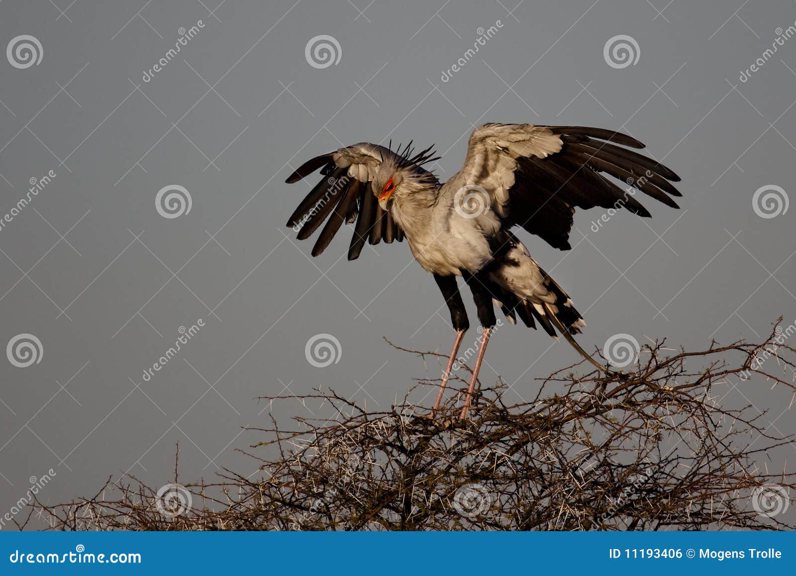 Secretary Bird on Thorny Acacia Stock Photo - Image of etosha, tall ...