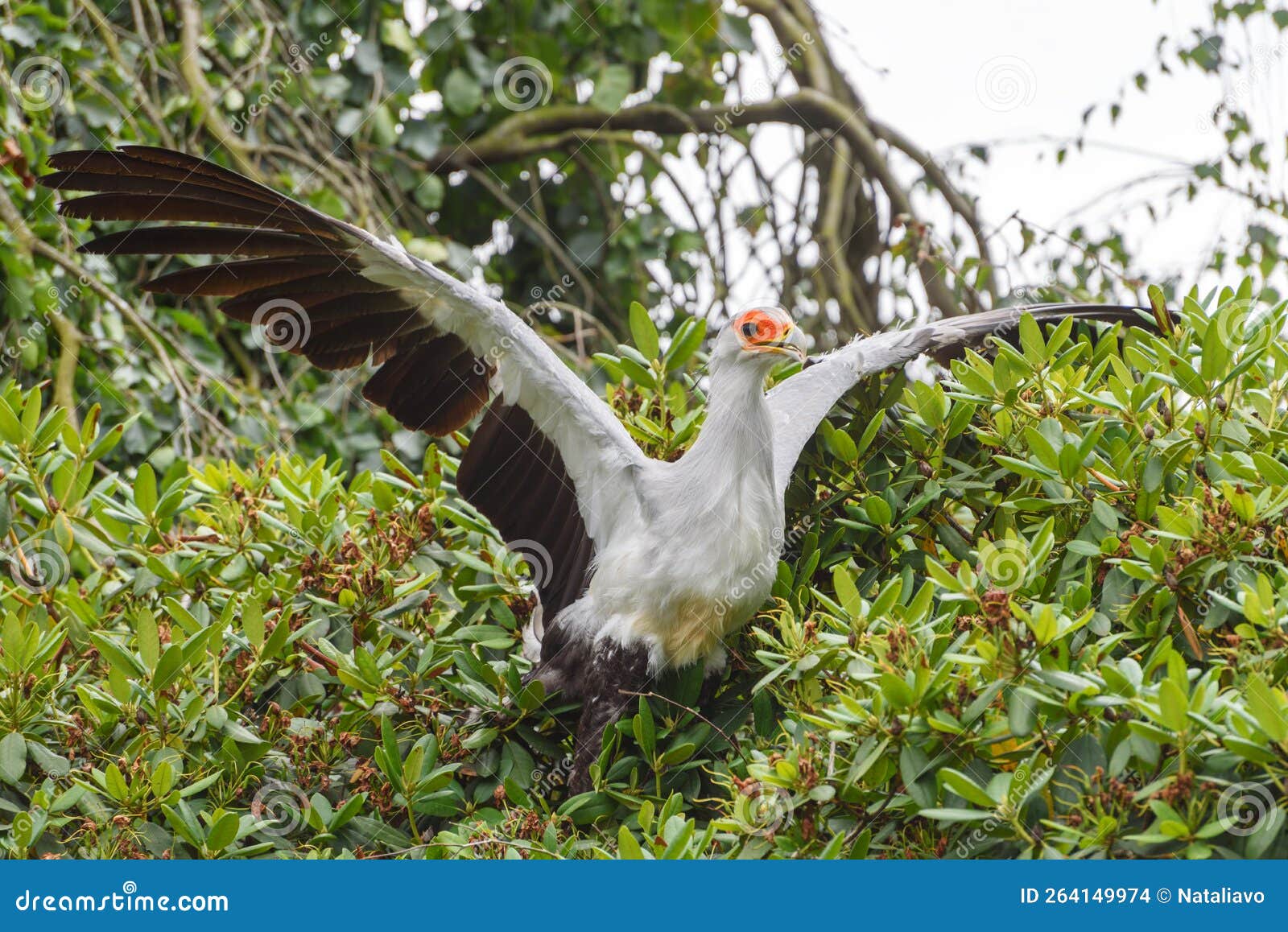 Secretary Bird on a Tree, between Branches Stock Photo - Image of ...