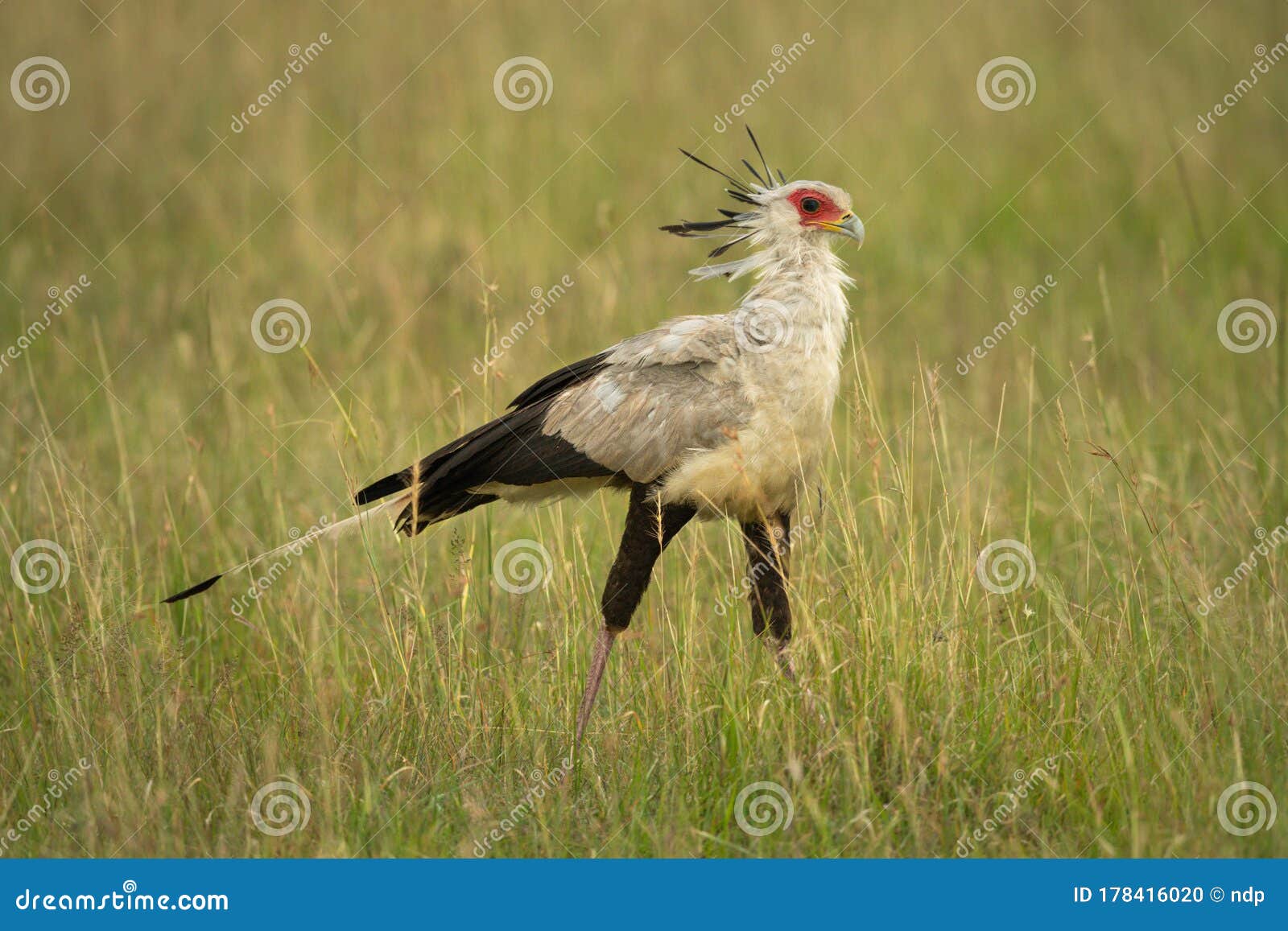 Secretary Bird Walking Across Grass Facing Right Stock Photo - Image of ...